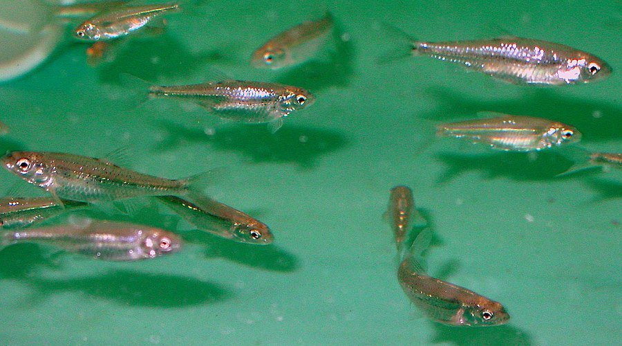 Keep your fishing bait alive – The Outdoors Guy – Jeff Morrison